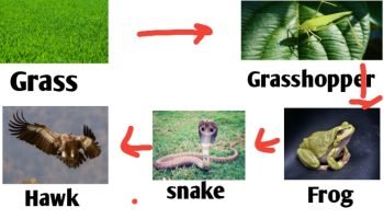 What is difference between food chain and food web - Biologysir