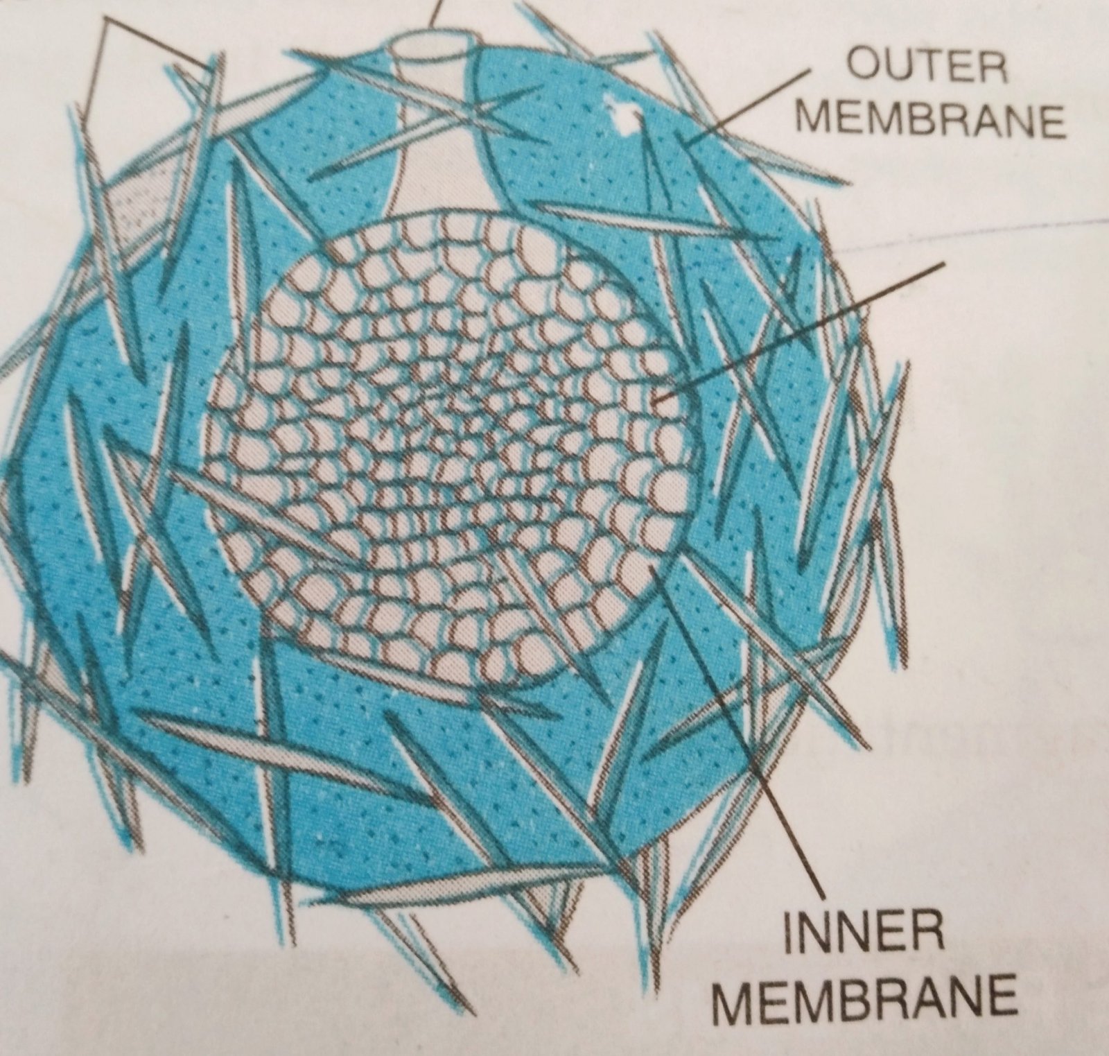 Budding in Hydra, Yeast and Spongilla with diagram - Biologysir