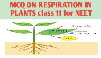 MCQ ON RESPIRATION IN PLANTS class 11 for NEET - Biologysir