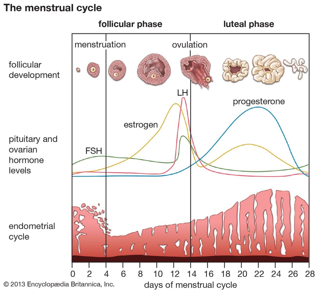 MCQ ON MENSTRUAL CYCLE Biologysir