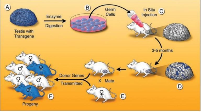 MCQ ON TRANSGENIC ANIMALS class 12 for NEET - Biologysir