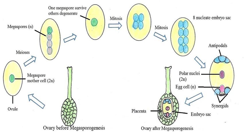 MCQ ON Megasporogenesis for NEET - Biologysir